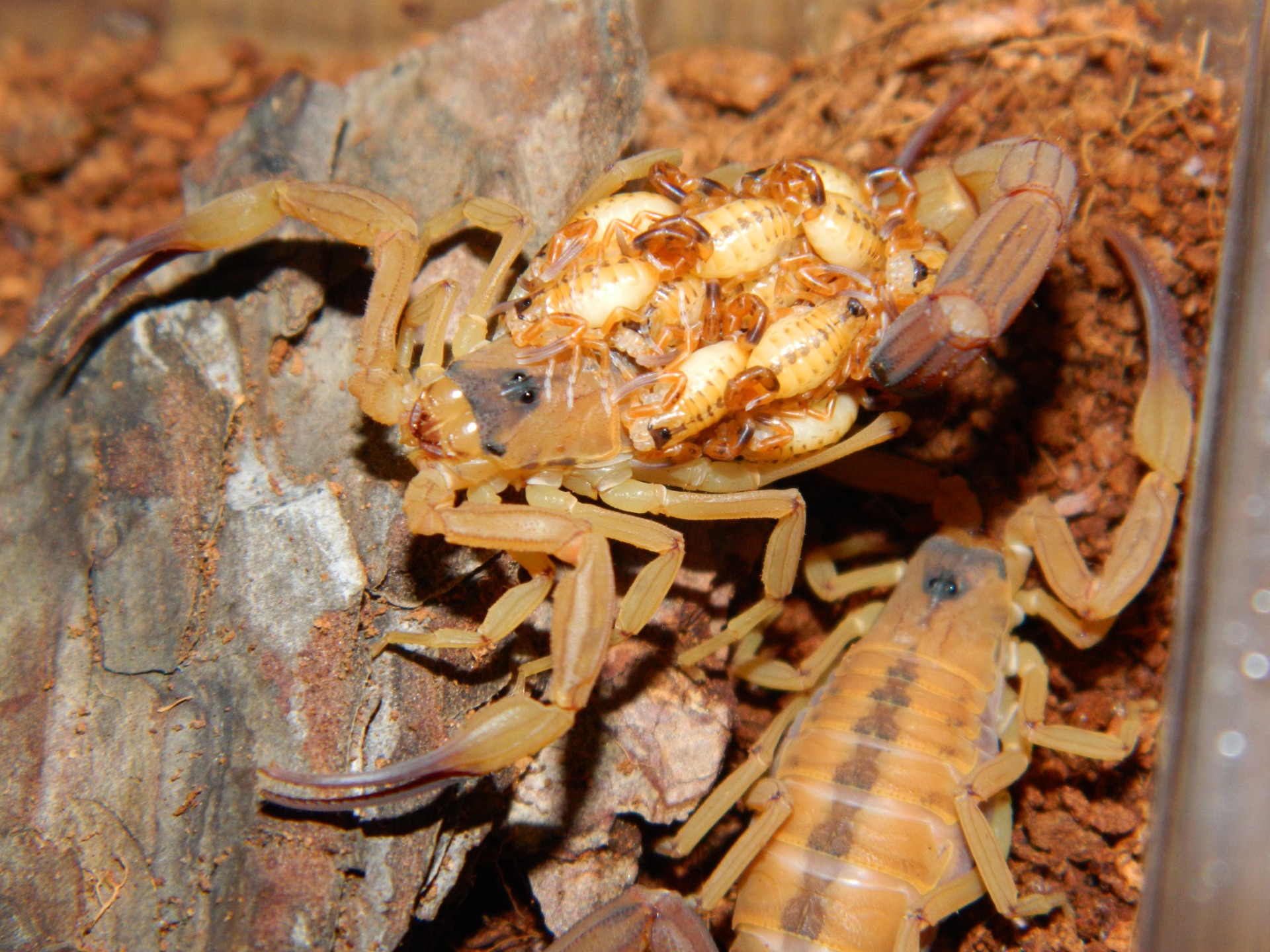 Tityus stigmurus :: Prodej terarijních zvířat