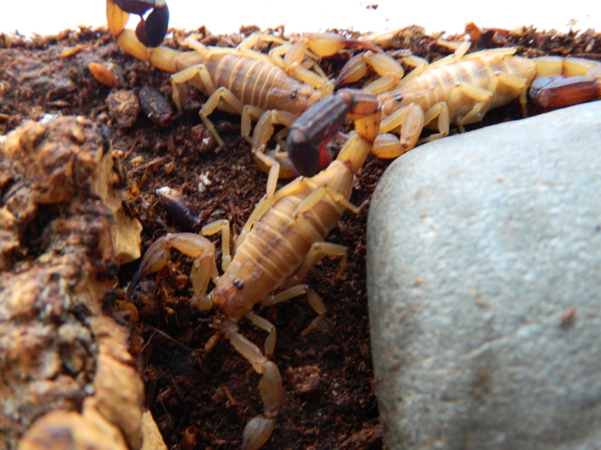 Tityus smithii :: Prodej terarijních zvířat