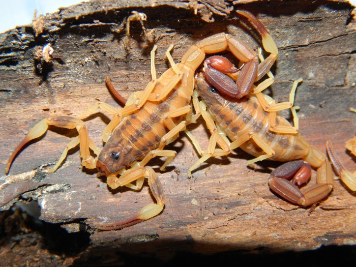 Tityus trivittatus :: Prodej terarijních zvířat