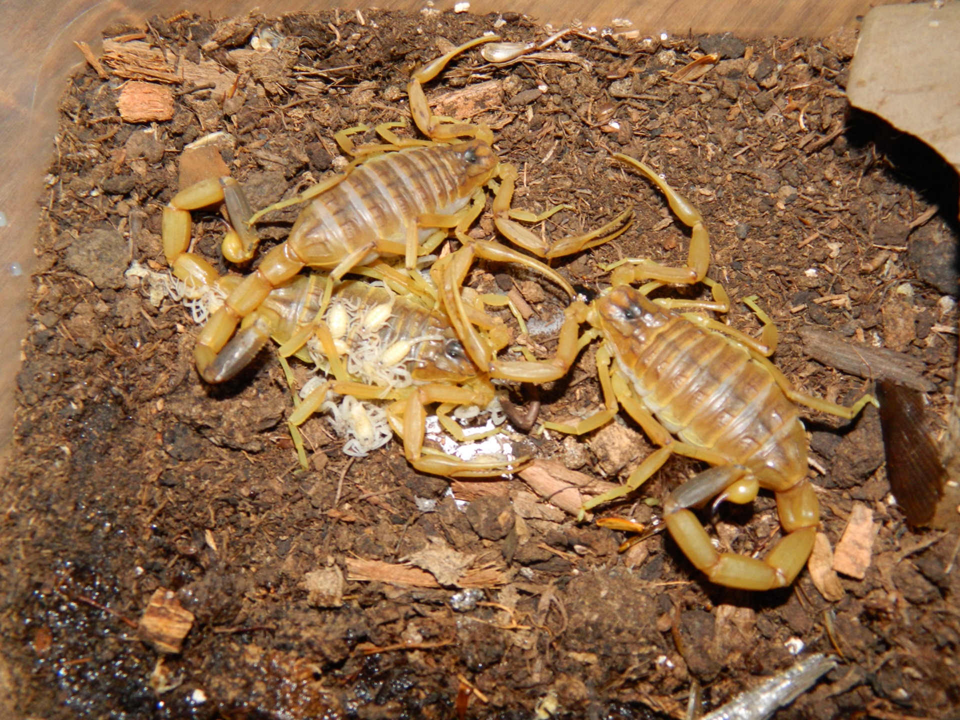 Leiurus quinquestriatus :: Prodej terarijních zvířat